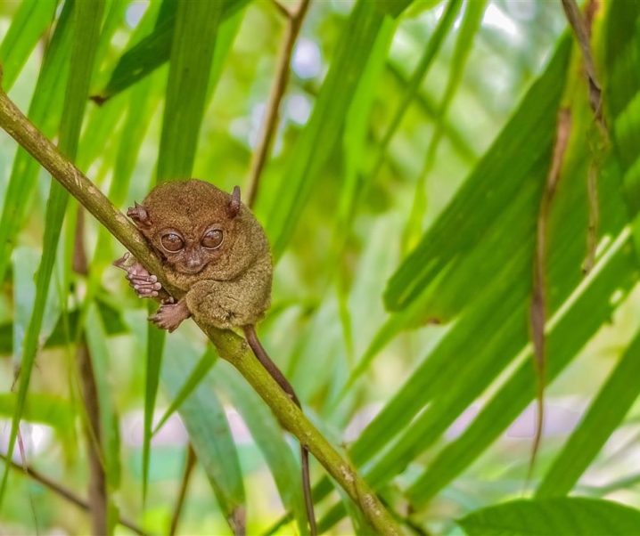 My Guide to the Best Restaurants in Tirana - What Meg Did Next